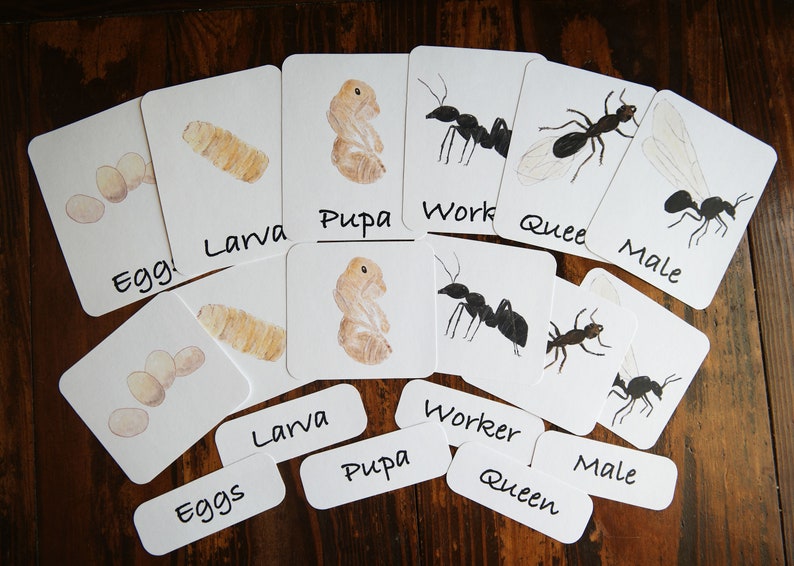 Ant Life Cycle 3 Part Cards - Etsy