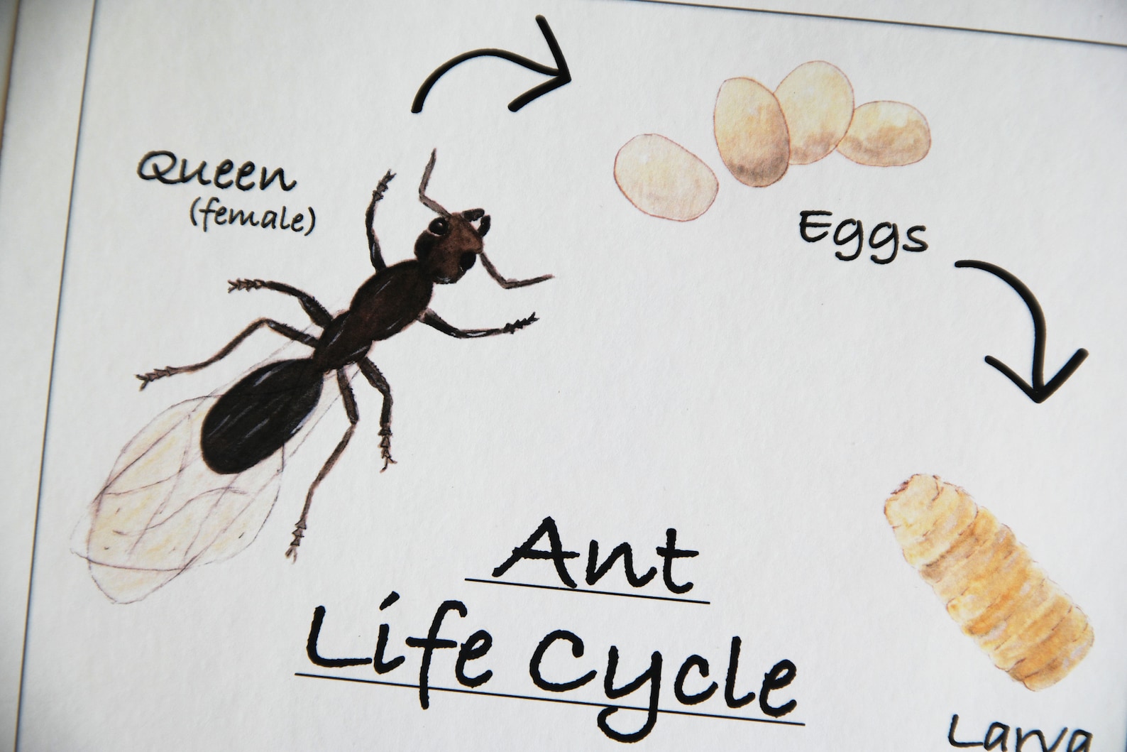 Ant Life Cycle Mini-poster and Sequencing Activity - Etsy