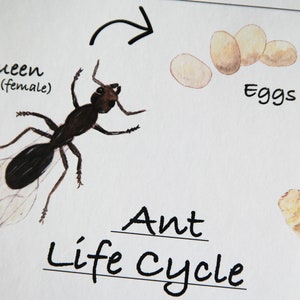 Ant Life Cycle Mini-poster and Sequencing Activity - Etsy