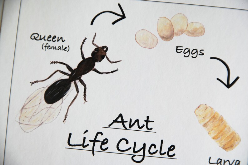 Ant Life Cycle Mini-poster and Sequencing Activity - Etsy