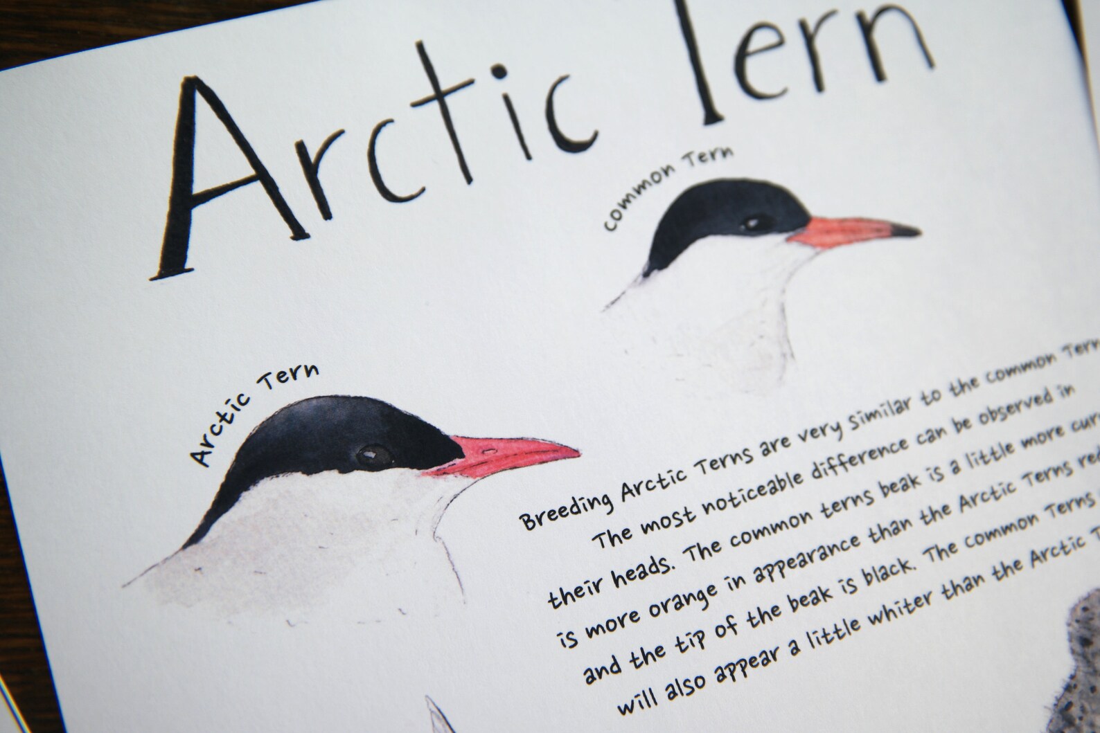 Arctic Tern Mini-study - Etsy