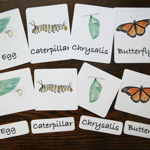 Butterfly Bundle | Charlotte Mason Nature Study Homeschool Printable ...