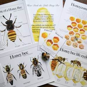 Honey Bee Bundle | Nature Study Charlotte Mason Homeschool Printable - Etsy