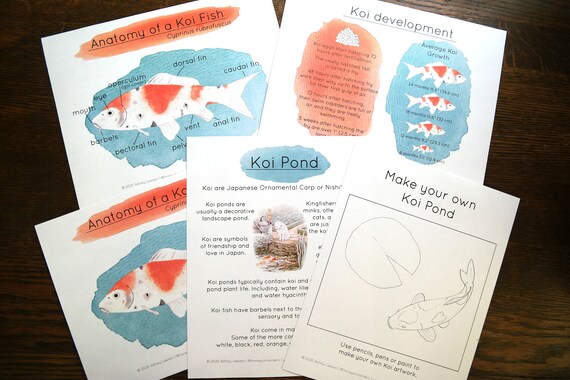 Koi Fish Educational Printable Learning Set | Etsy