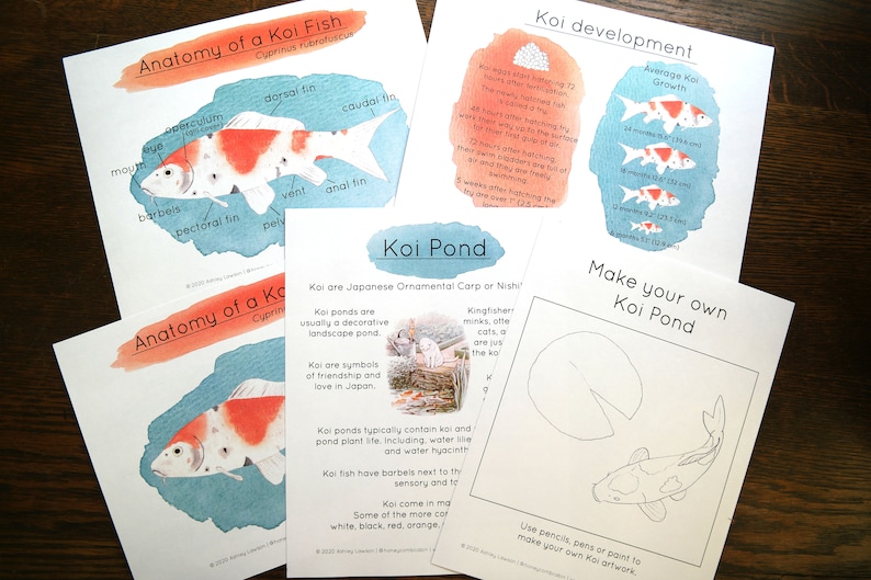 Koi Fish Educational Printable Learning Set | Etsy