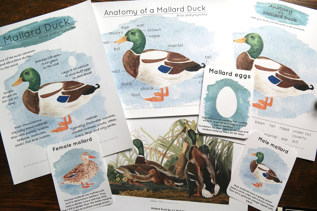 Mallard Duck Educational Printable Learning Set - Etsy