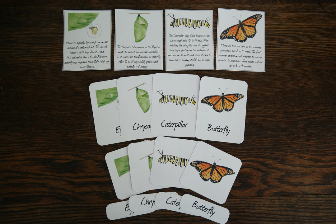 Printed Monarch Butterfly Life Cycle Cards - Informational and 3-part ...