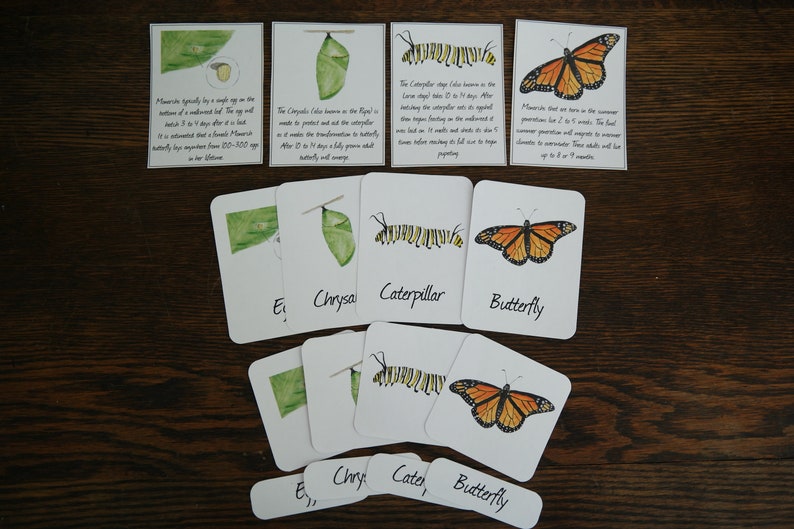 Monarch Butterfly Life Cycle Cards Informational and 3-part - Etsy