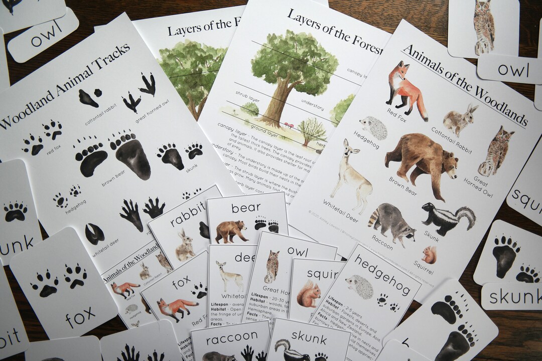 Woodland Forest Bundle | Animals, Tracks, Forest Layers Charlotte Mason ...