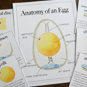 Nesting Birds (european Robin) Mega Bundle | Charlotte Mason Homeschool ...