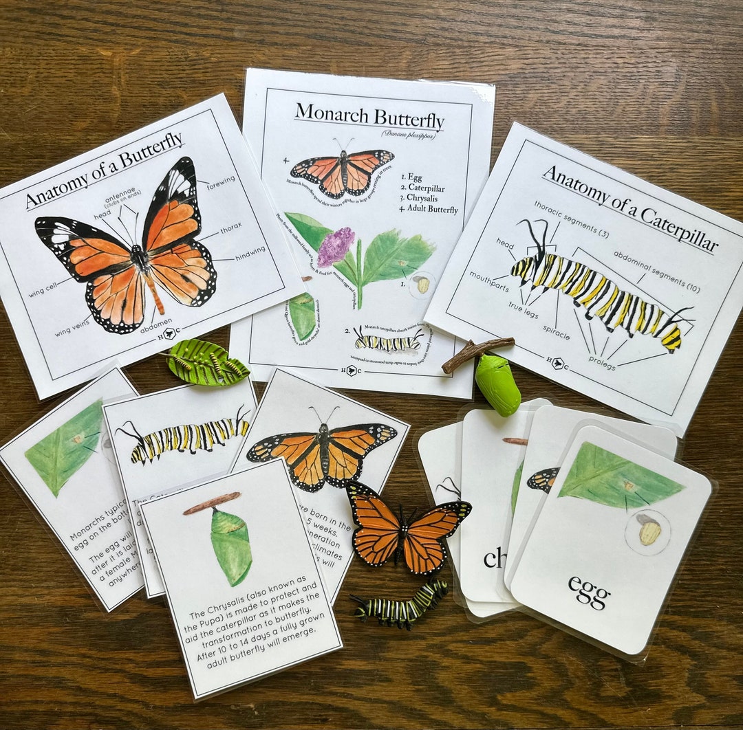 Butterfly Lifecycle Kit - Monarch Butterfly Learning Set Charlotte ...