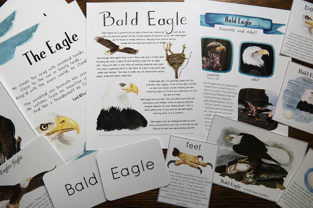 Bald Eagle Educational Mini-unit | Charlotte Mason Bird Nature Study - Etsy
