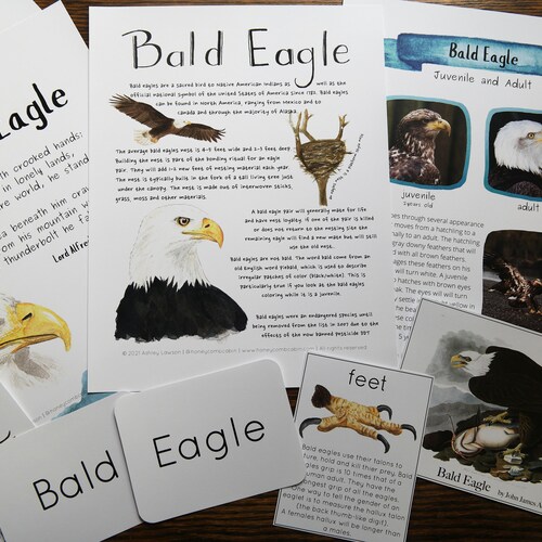 Bald Eagle Educational Mini-unit Charlotte Mason Bird Nature - Etsy