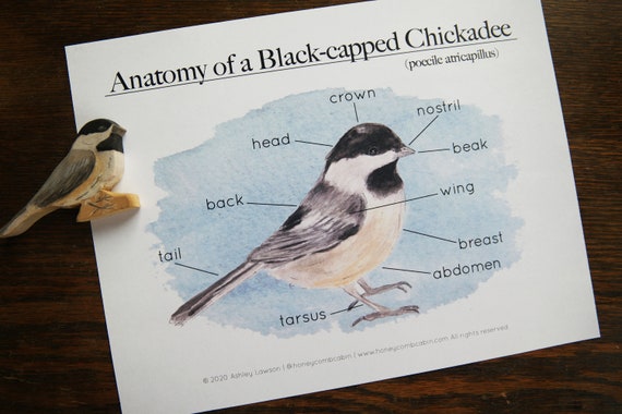 Anatomy of a Chickadee Charlotte Mason Educational Nature | Etsy