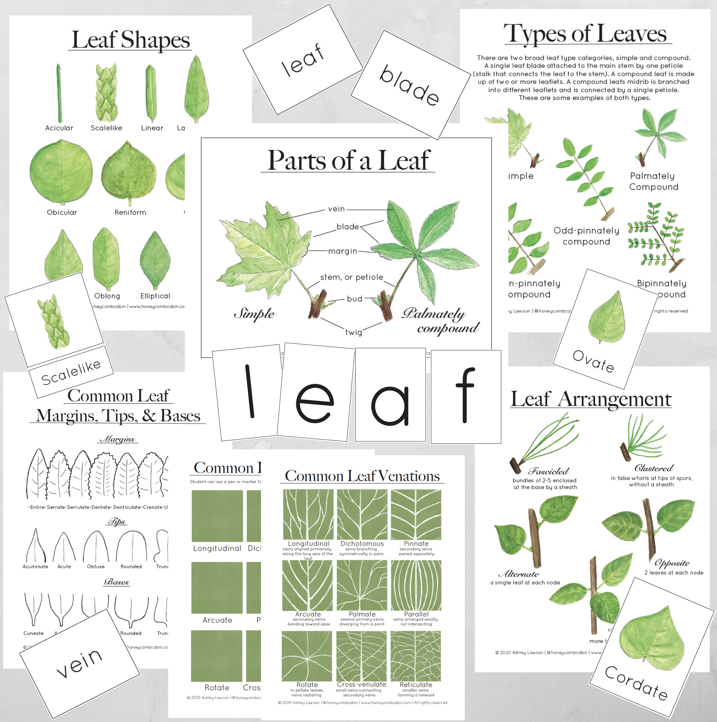 Leaf Bundle Charlotte Mason Leaves Homeschool Nature Study - Etsy