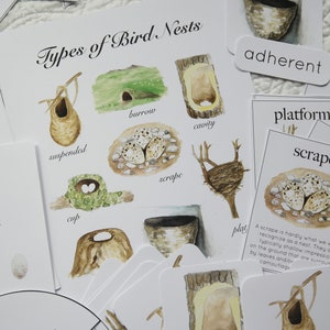 Nesting Birds (european Robin) Mega Bundle | Charlotte Mason Homeschool ...