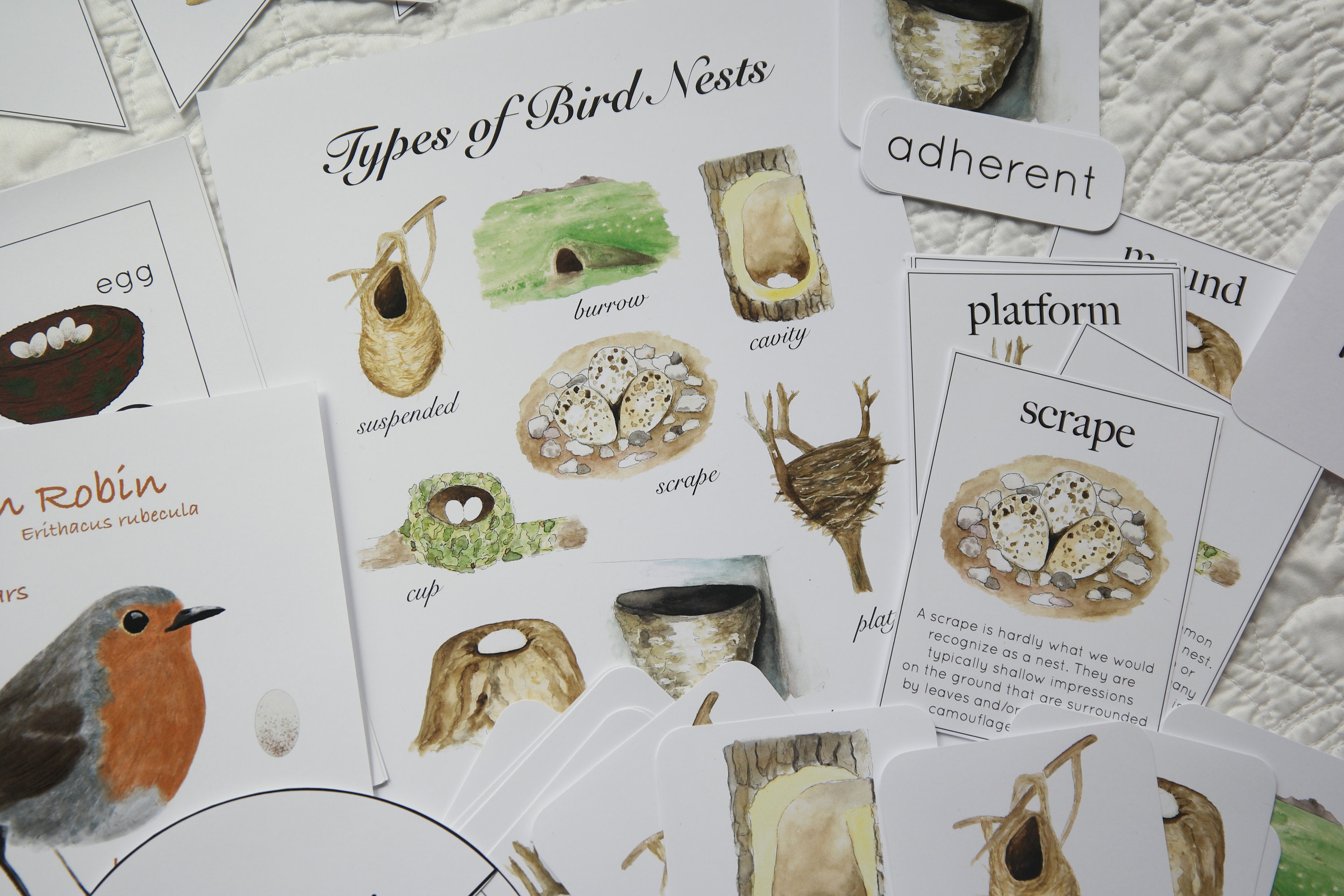 Nesting birds European Robin mega bundle Charlotte Mason | Etsy