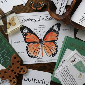 Butterfly Bundle | Charlotte Mason Nature Study Homeschool Printable ...