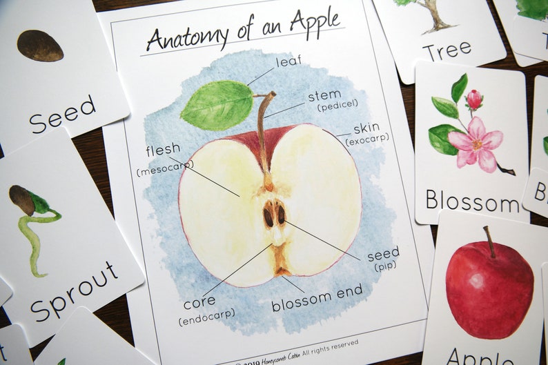 Mega Sale Bundle of Bundles Fall Charlotte Mason | Etsy