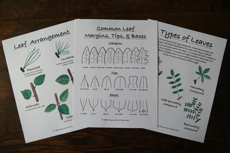Leaf Bundle Charlotte Mason Leaves Homeschool Nature Study | Etsy