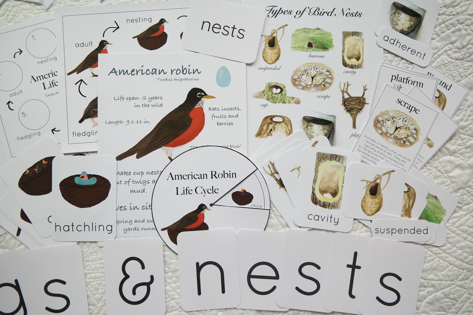 Nesting Birds Mega Bundle Nature Study Charlotte Mason - Etsy
