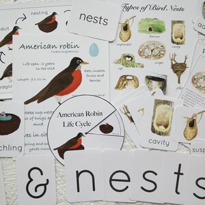 Nesting Birds Mega Bundle | Nature Study, Charlotte Mason, Homeschool ...