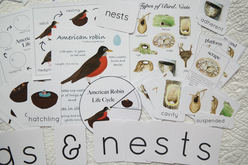 Nesting Birds Mega Bundle Nature Study Charlotte Mason - Etsy