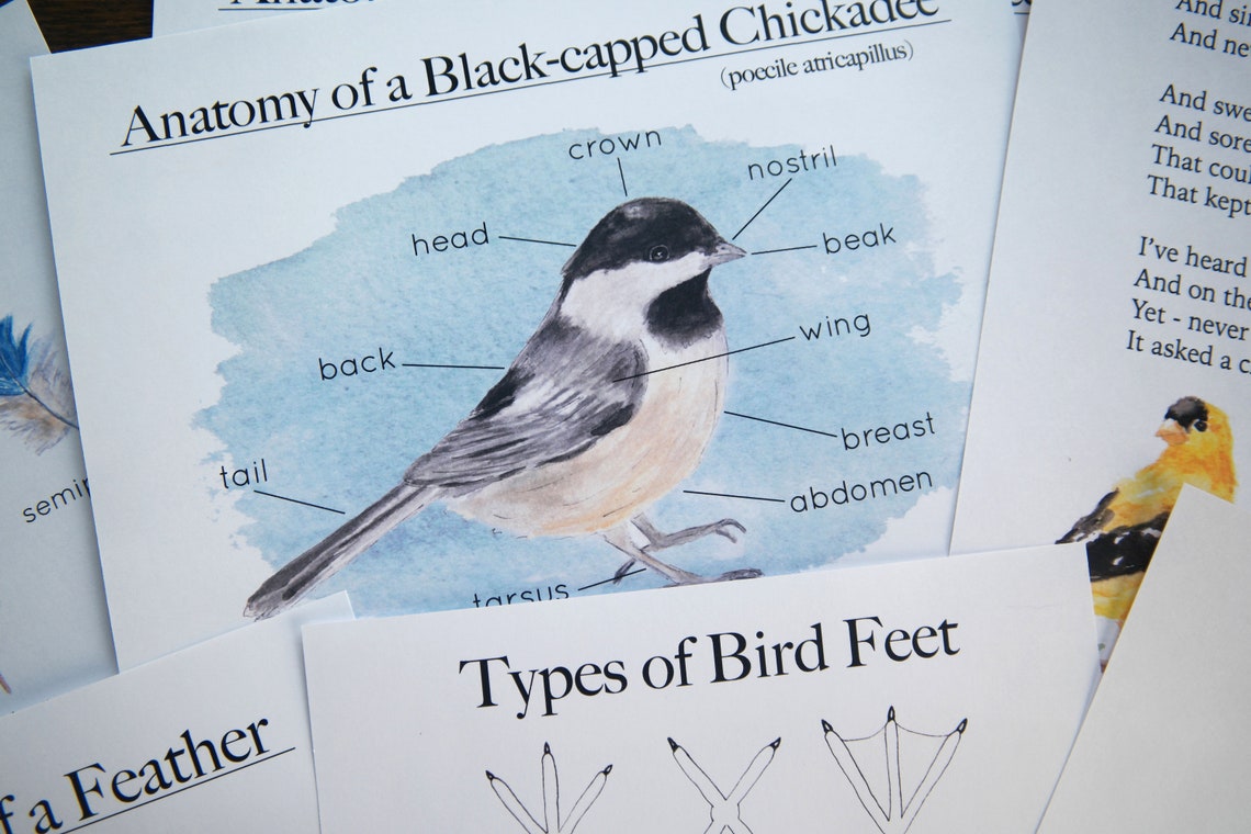 Bird Bundle Anatomy Feather Feet Skeleton Charlotte Mason - Etsy
