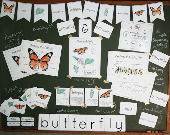 Butterfly Bundle | Charlotte Mason Nature Study Homeschool Printable ...