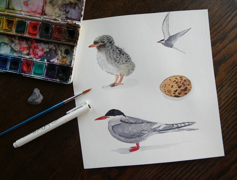 Arctic Tern Mini-study - Etsy