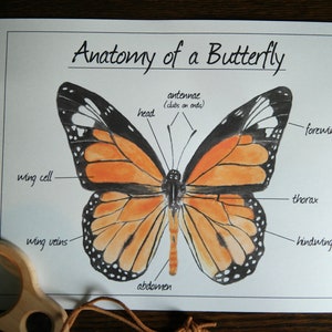 Butterfly Bundle | Charlotte Mason Nature Study Homeschool Printable ...