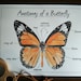 Butterfly Bundle | Charlotte Mason Nature Study Homeschool Printable ...