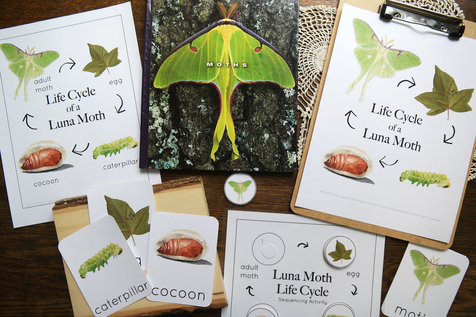 Summer Night Minibeast Bundle Charlotte Mason Nature - Etsy