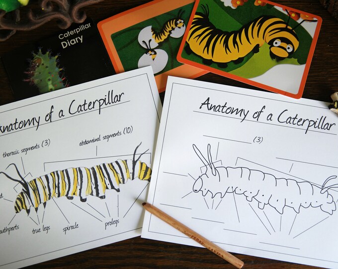 Anatomy of a Caterpillar Mini-poster and Printable - Etsy