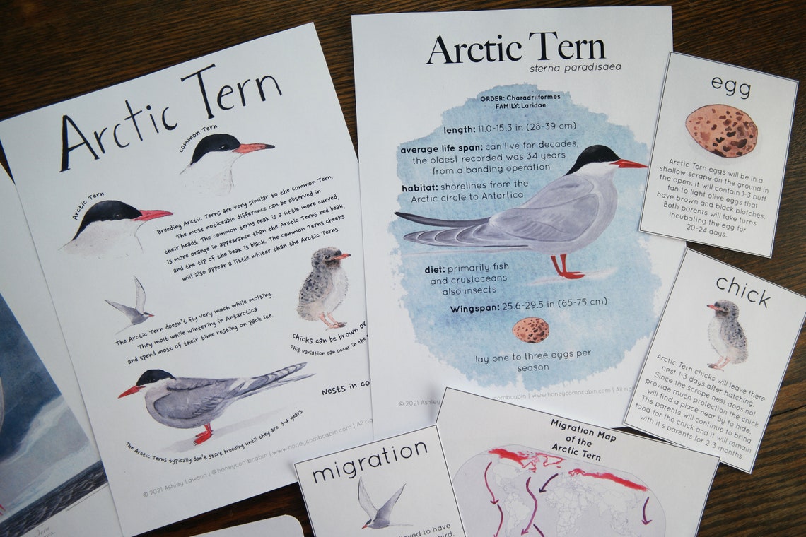 Arctic Tern Mini-study - Etsy