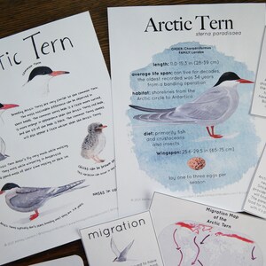 Arctic Tern Mini-study - Etsy