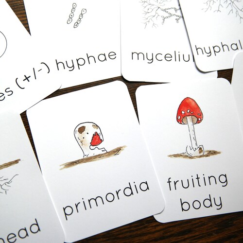 Foldable Mushroom Life Cycle Learning Activity for Kids A4 - Etsy