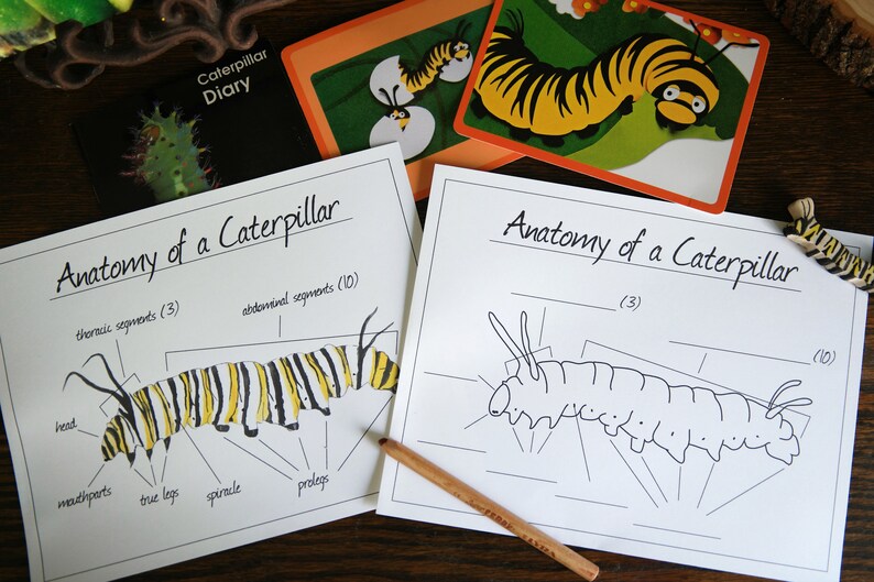 Butterfly Bundle | Charlotte Mason Nature Study Homeschool Printable ...