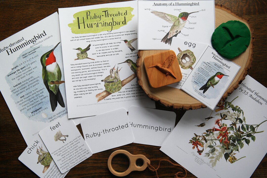 Ruby-throated Hummingbird Set | Charlotte Mason Nature Journal Spring ...