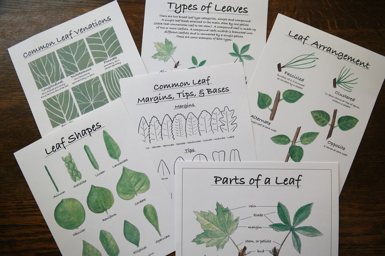 Leaf Bundle Charlotte Mason Leaves Homeschool Nature Study | Etsy