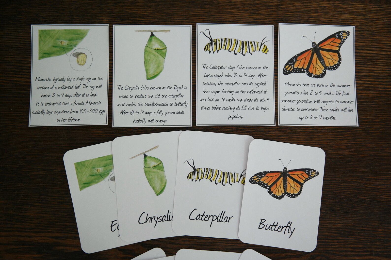 Printed Monarch Butterfly Life Cycle Cards Informational and - Etsy