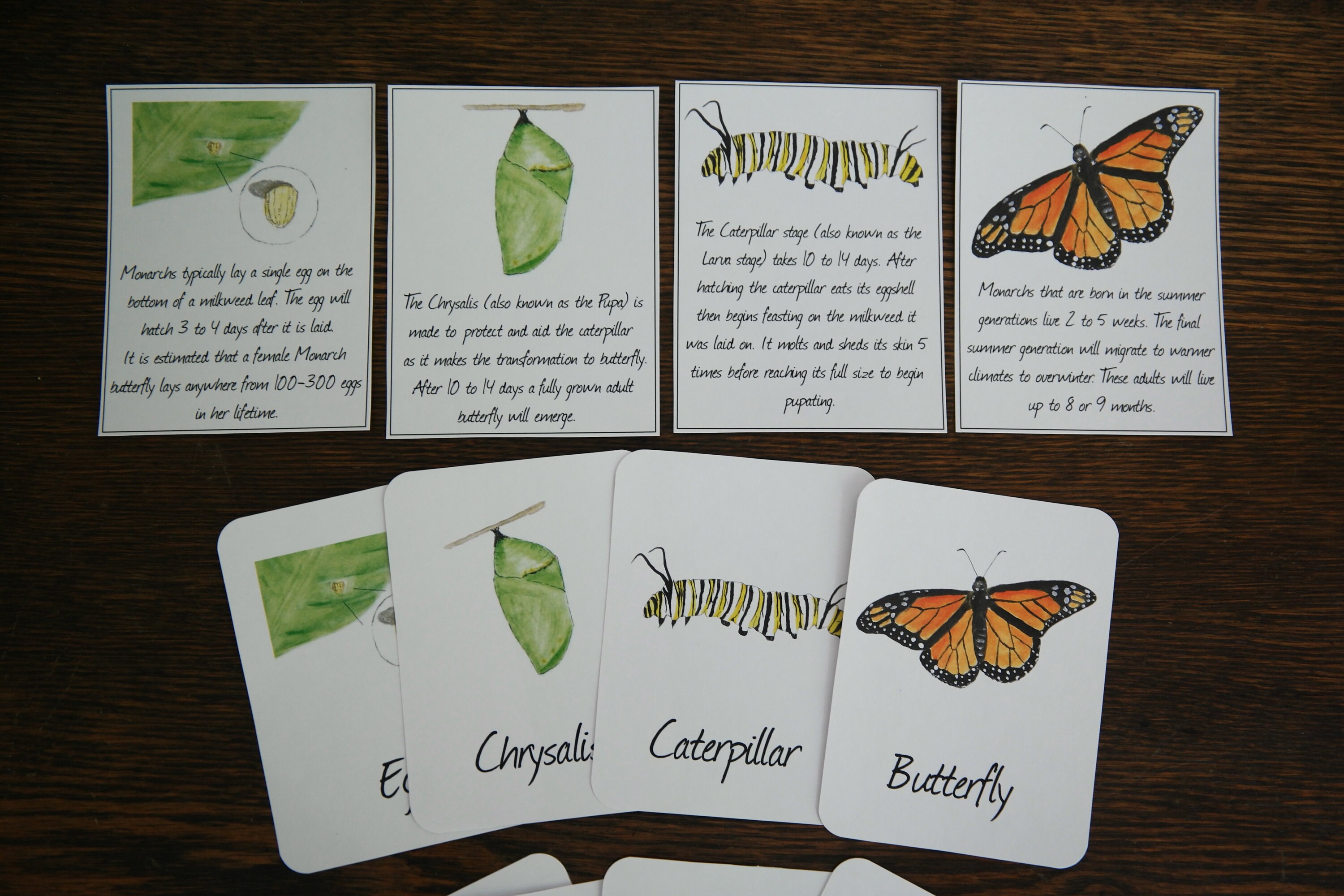 Printed Monarch Butterfly Life Cycle Cards Informational and | Etsy