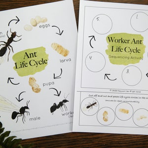 Ant Bundle | Charlotte Mason Nature Study Homeschool Printable - Etsy