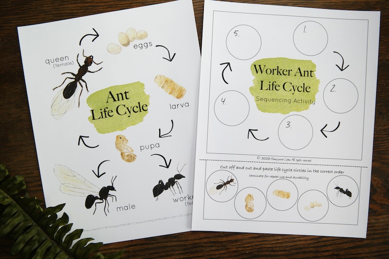 Ant Bundle Charlotte Mason Nature Study Homeschool Printable - Etsy