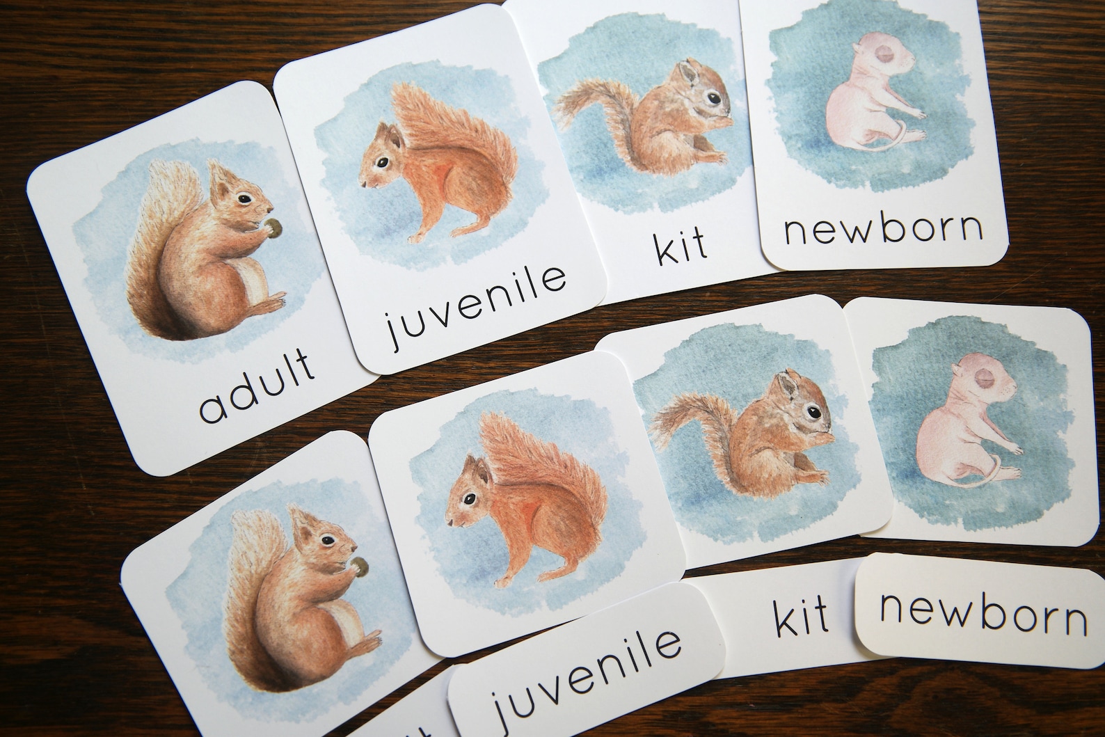 Squirrel Life Cycle , 3-part Cards and Sequencing Activity - Etsy