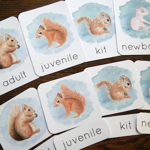 Squirrel Life Cycle , 3-part Cards and Sequencing Activity - Etsy