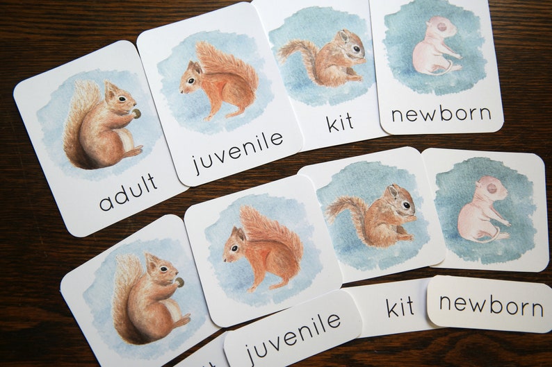 Squirrel Life Cycle 3-part Cards and Sequencing Activity - Etsy