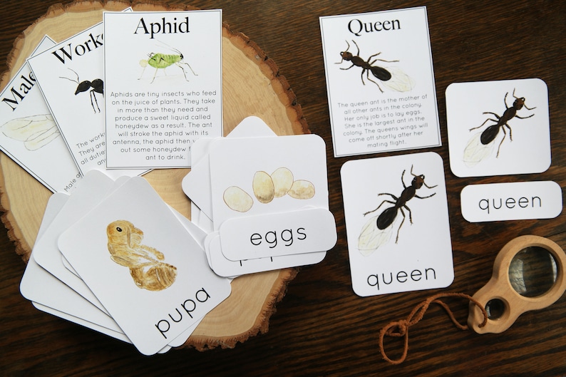 Ant Bundle Charlotte Mason Nature Study Homeschool Printable - Etsy