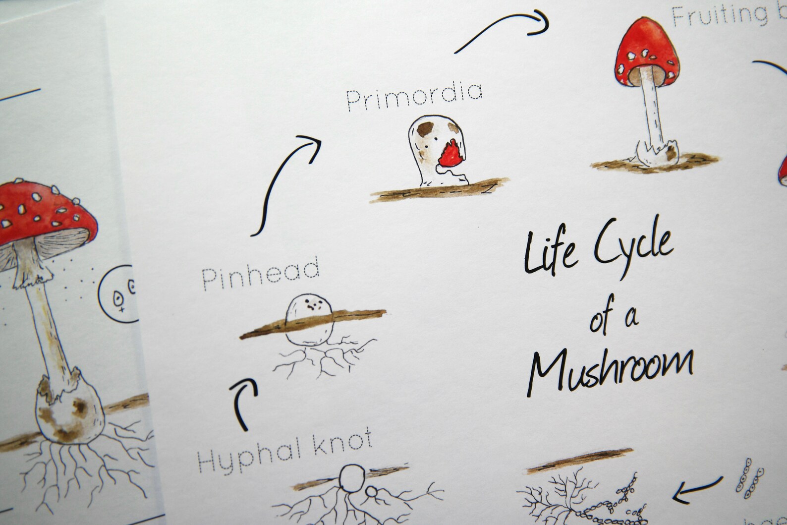 Mushroom Life Cycle Mini-poster With Leveled Age Sheets | Etsy