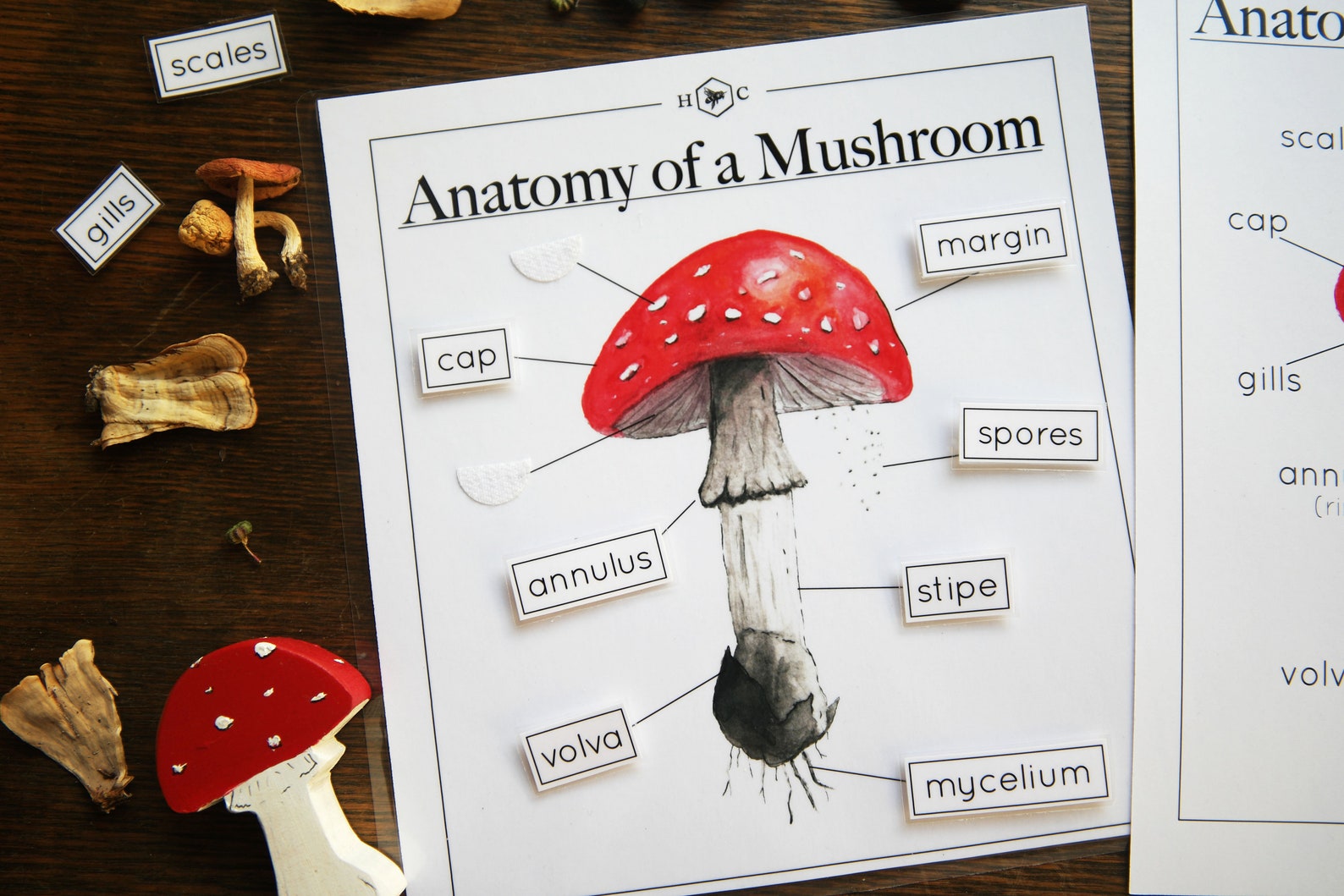 Anatomy of a Mushroom Mini-poster and Student Assessment | Nature Study ...